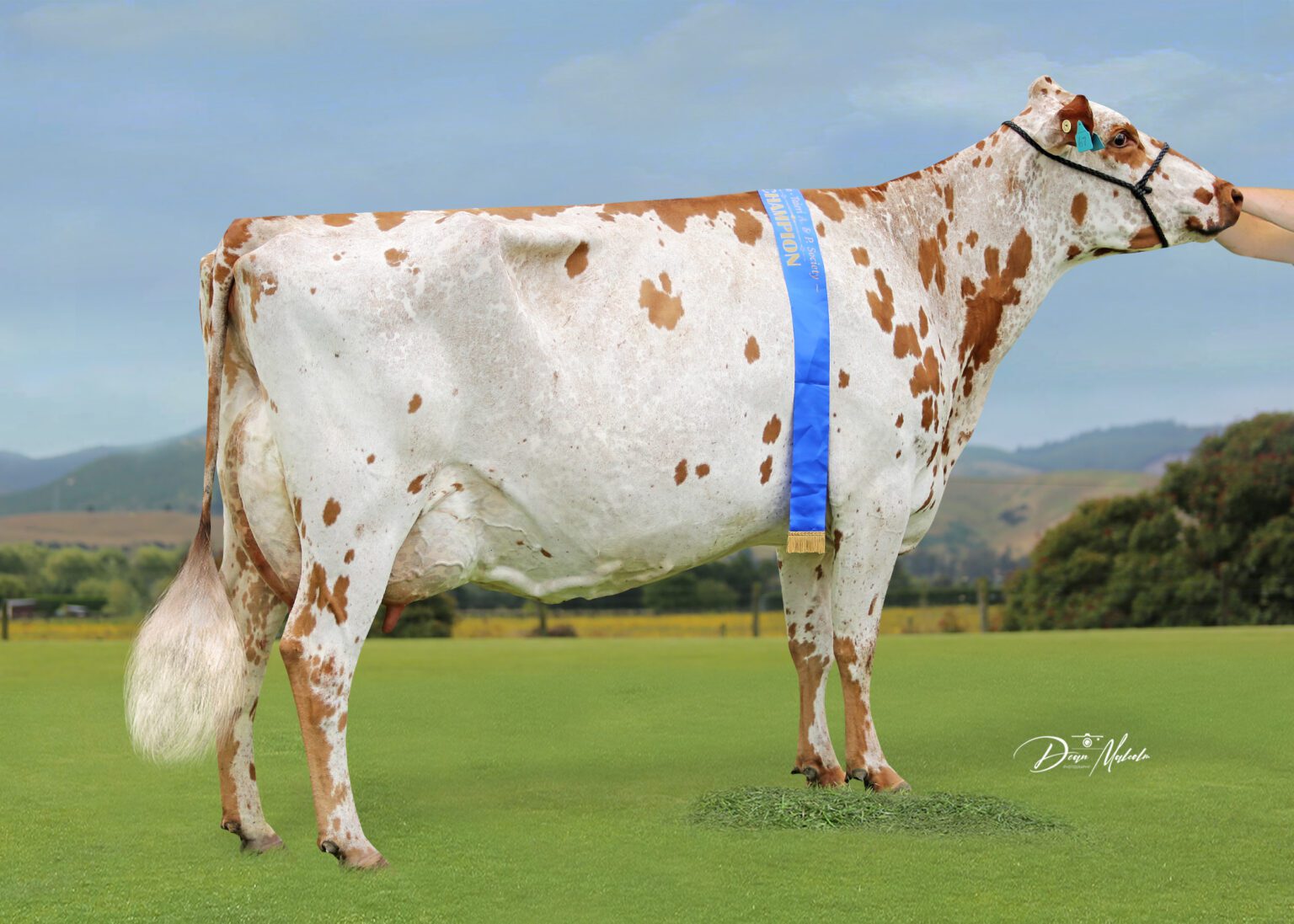 South Island Championships 2024/25 | Ayrshire New Zealand